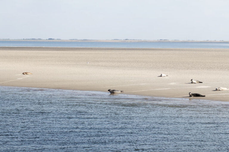 Pellworm-Tipps: 10 Dinge, die Ihr auf der Insel erleben solltet