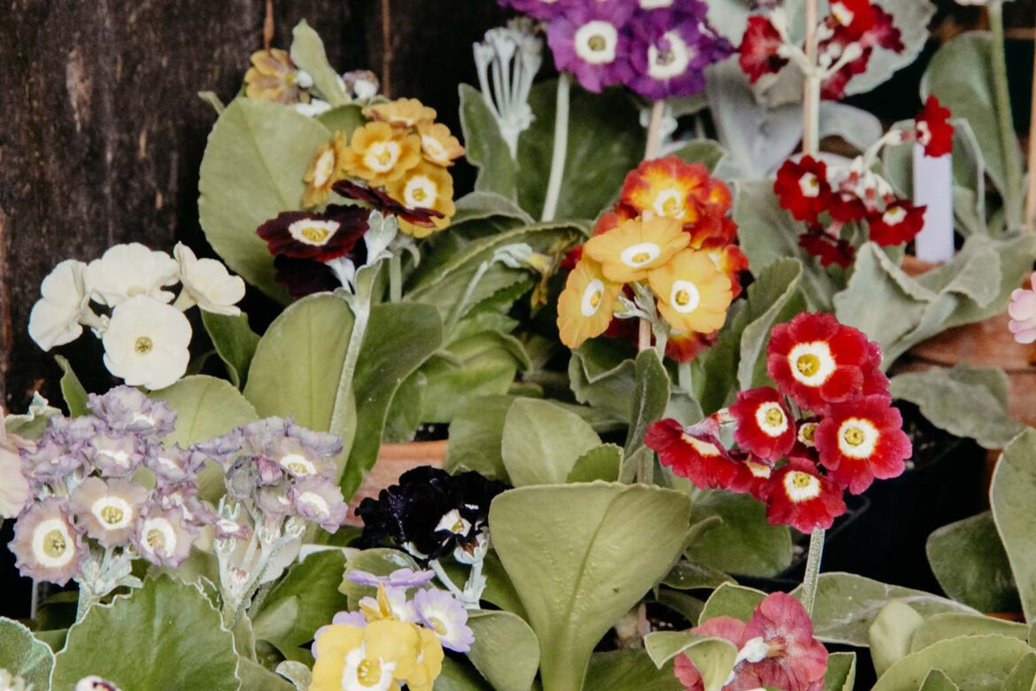 Das Fürstliche Gartenfest im Hofgut Kranichstein